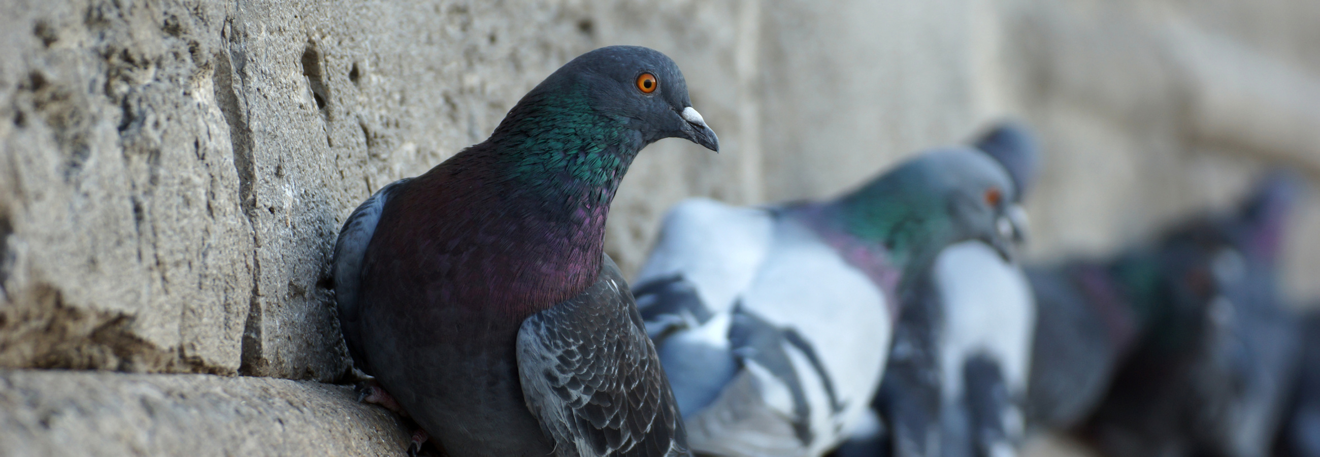 Urban Pests Book - Chartered Institute of Enviromental Health (CIEH)