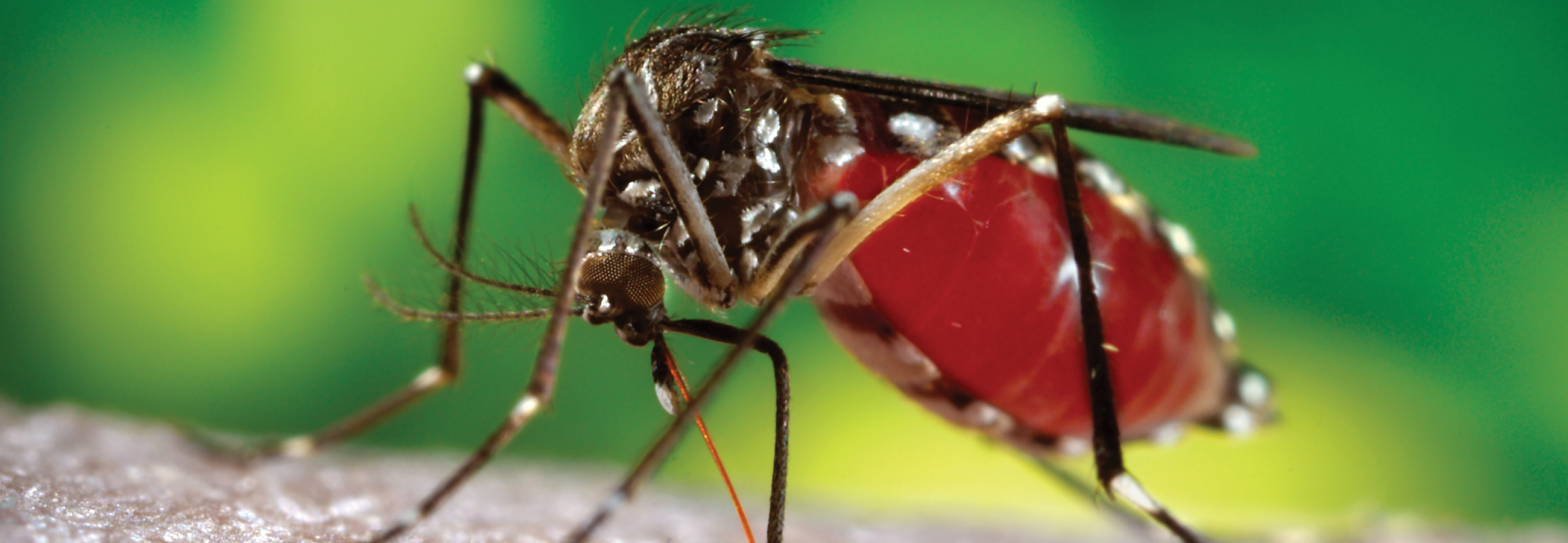 Urban Pests Book - Chartered Institute of Enviromental Health (CIEH)